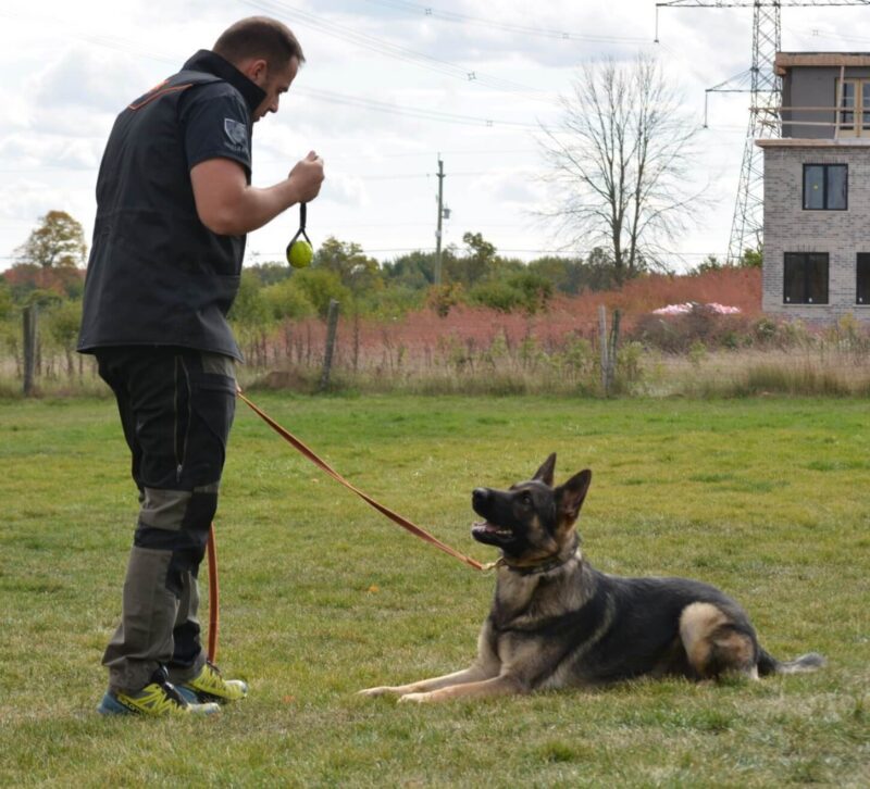 SHIELD K9 GROUP CLASSES - GUELPH, WOODSTOCK, TORONTO | SHIELD K9 DOG TRAINING