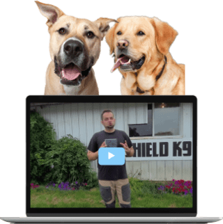 Dog Training - SHIELD K9 DOG TRAINING