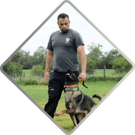 Dog Training - SHIELD K9 DOG TRAINING