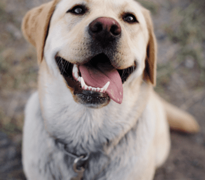 The Best Dog Training in Guelph| SHIELD K9 Dog Training