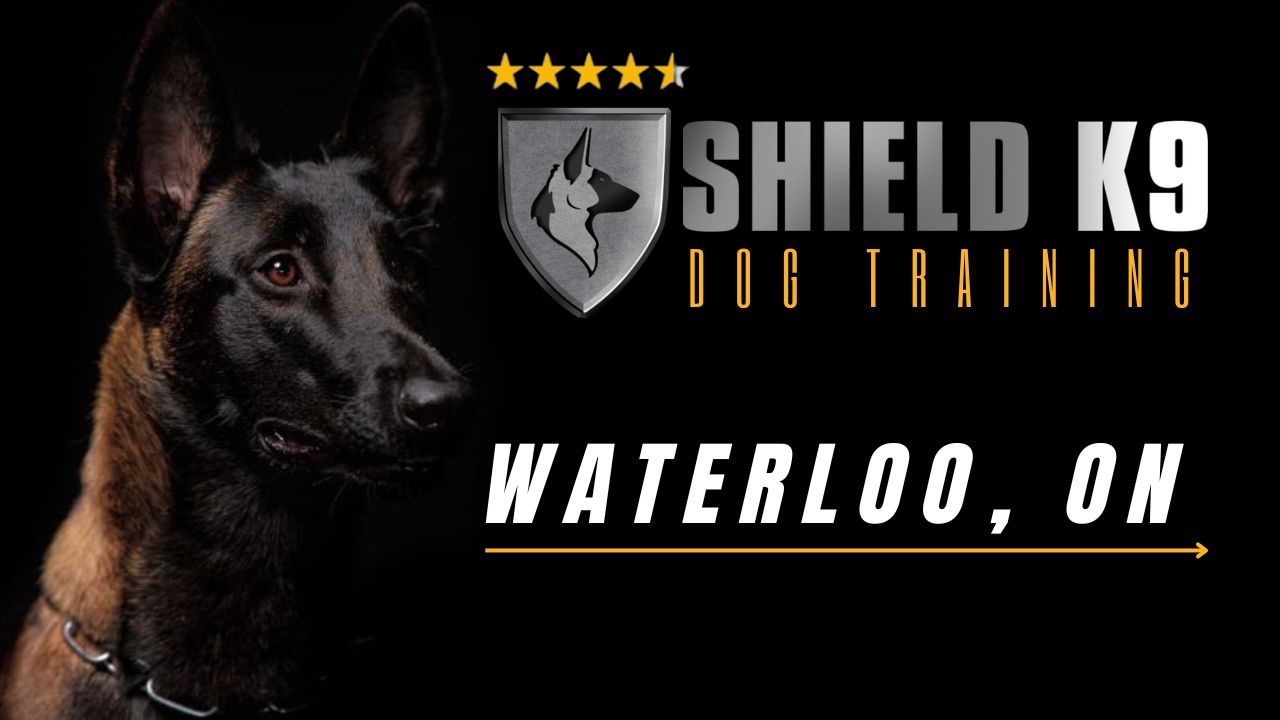 Dog Training Waterloo. Dog Training in Guelph, Woodstock, Toronto ...