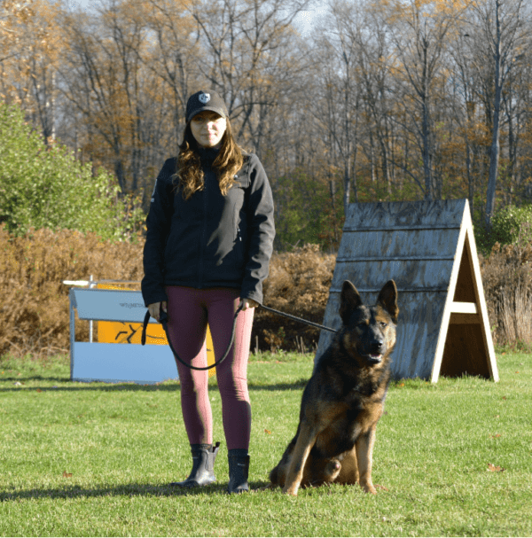 Guard Dogs | SHIELD K9 DOG TRAINING