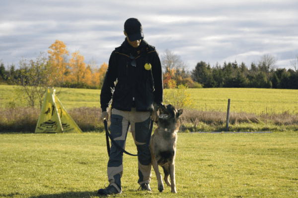 SHIELD K9 BOARD & TRAIN - GUELPH, WOODSTOCK, TORONTO | SHIELD K9 DOG ...