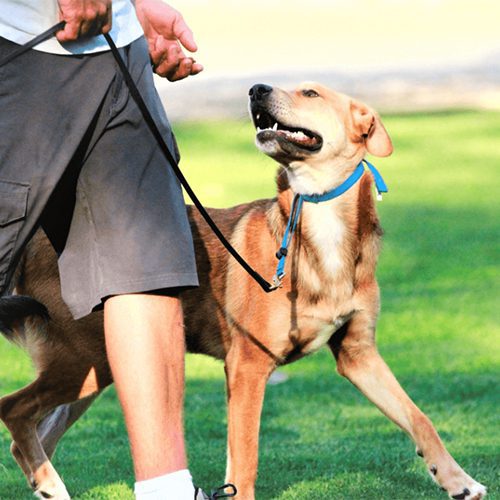 Board & Train Locations | SHIELD K9 DOG TRAINING