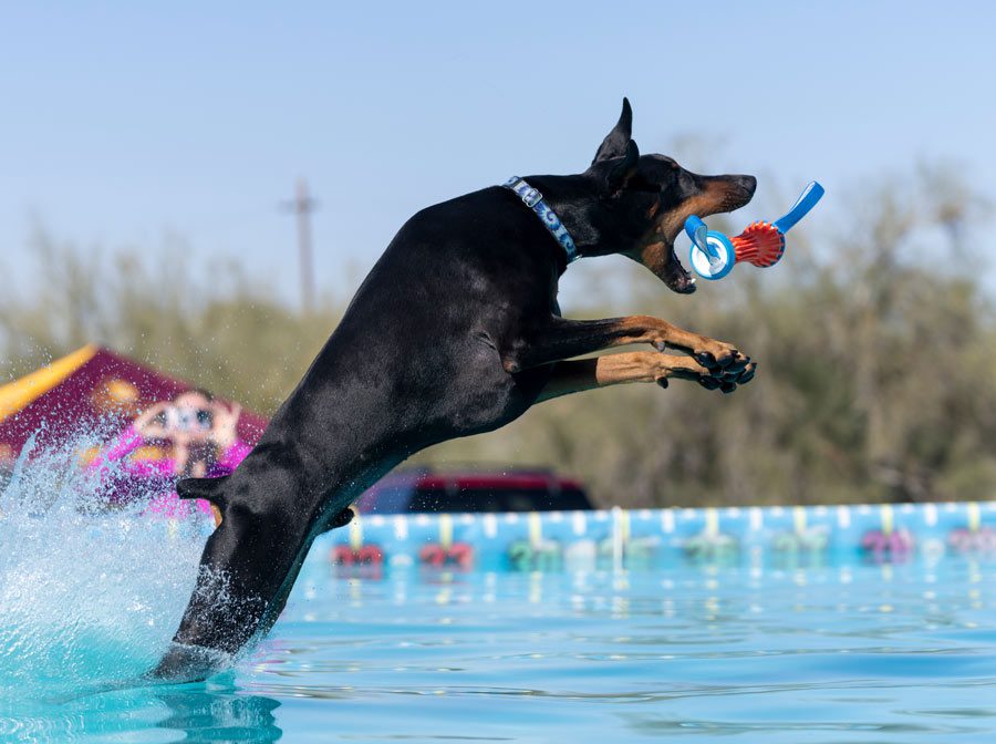 Dog Dock Diving | SHIELD K9 DOG TRAINING